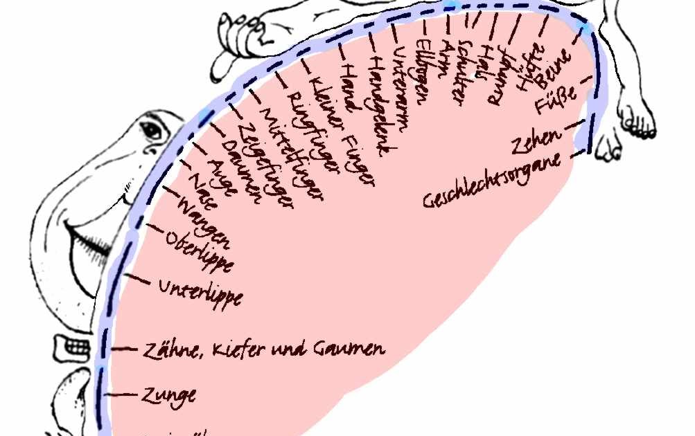 Primary Somatosensory Cortex Homunculus