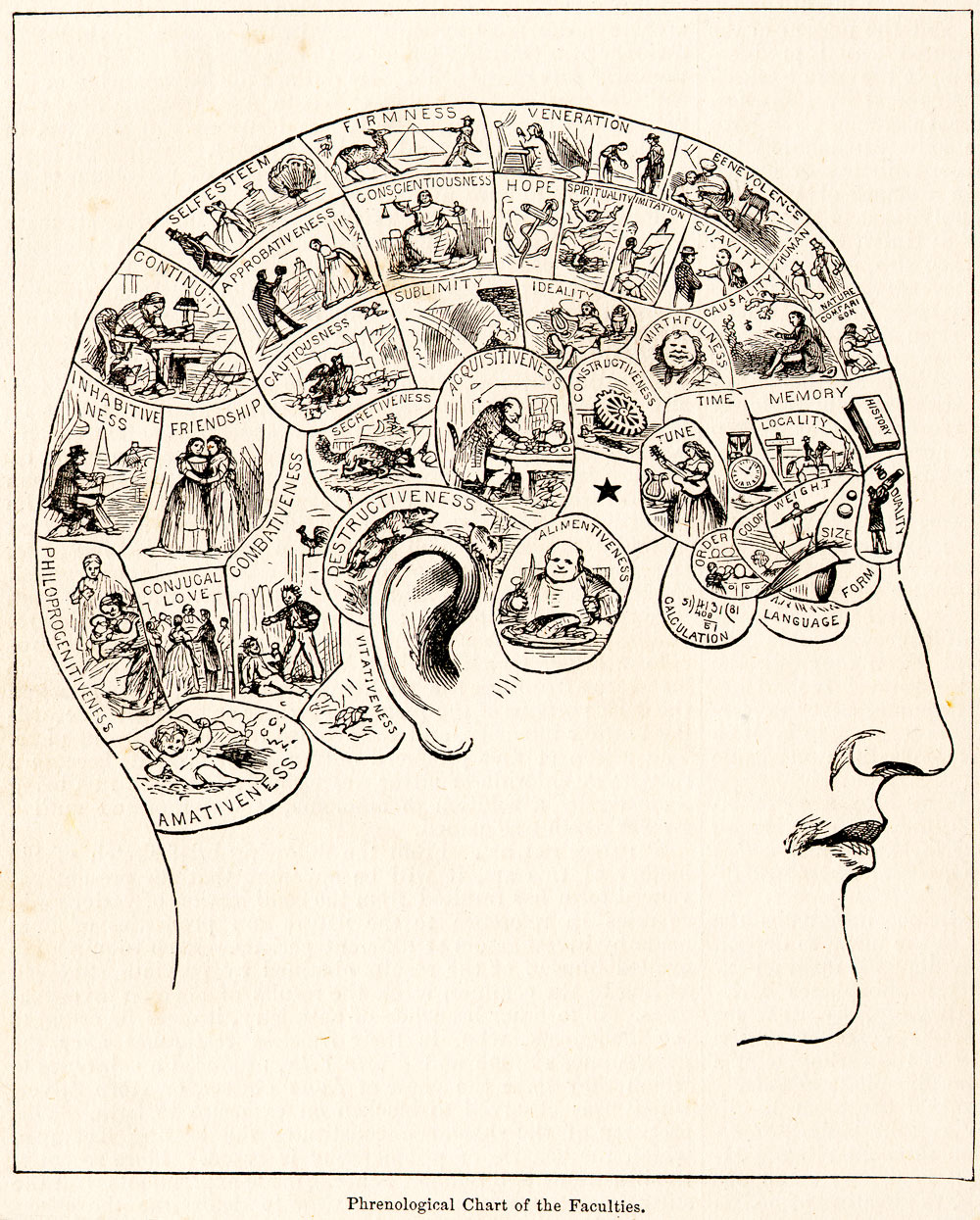 The Neurocritic: Buyology Phrenology?