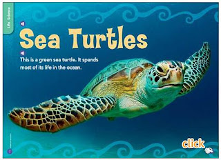 Hello kids!: SEA TURTLES National Geographic