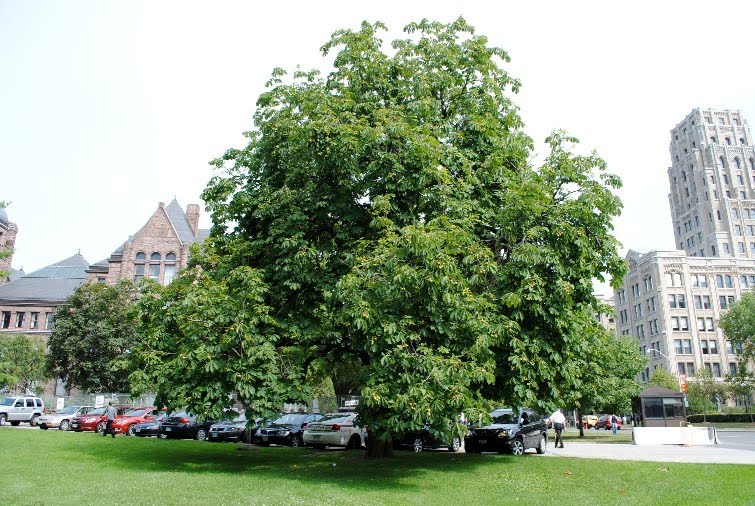 Way Out In The Margin: Heritage: The Trees of Queen's Park