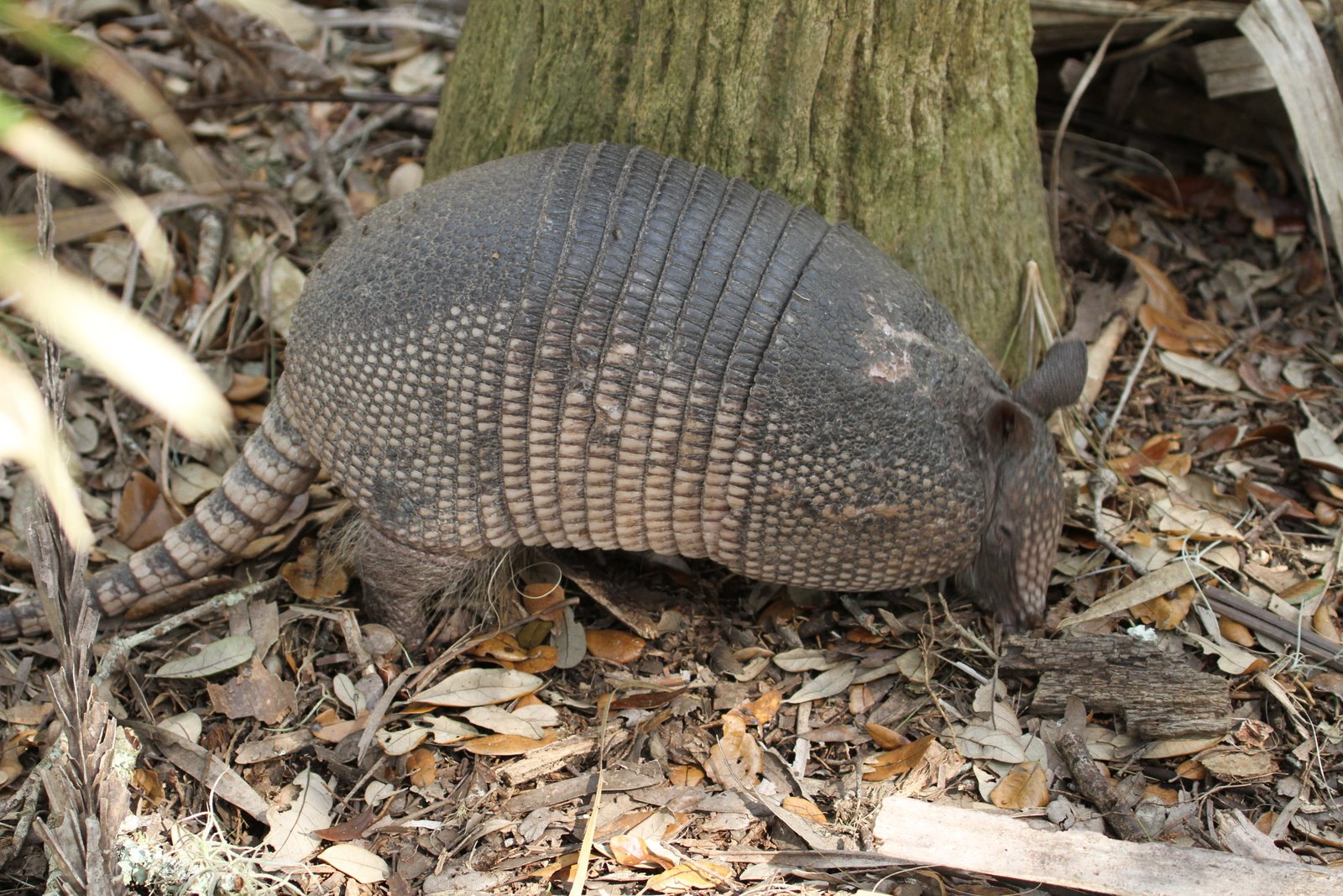 Ernie (Not Bert): What's An Armoured Dillo?