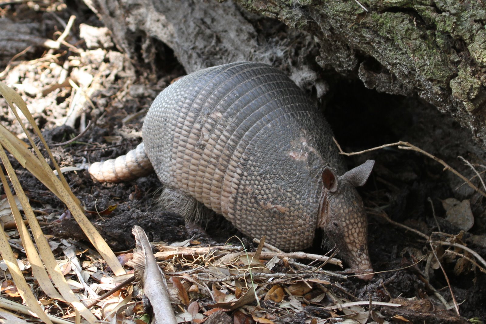 Ernie (Not Bert): What's An Armoured Dillo?