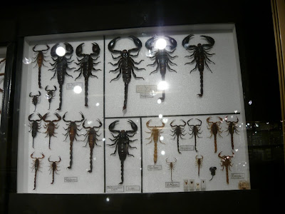 MAURITIUS ISLAND - Ile Maurice: Scorpion Collection