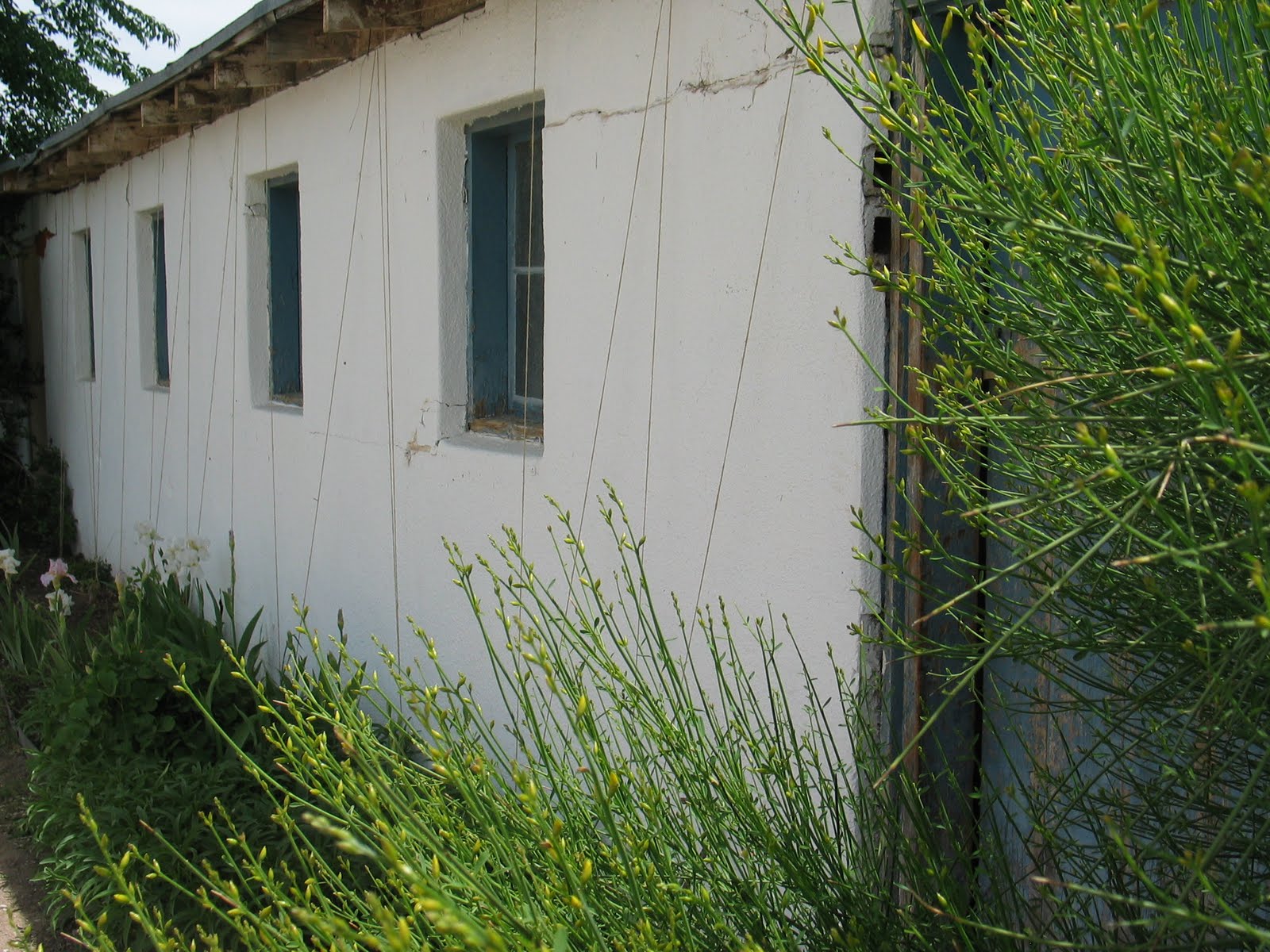 atomic lily: May 2010