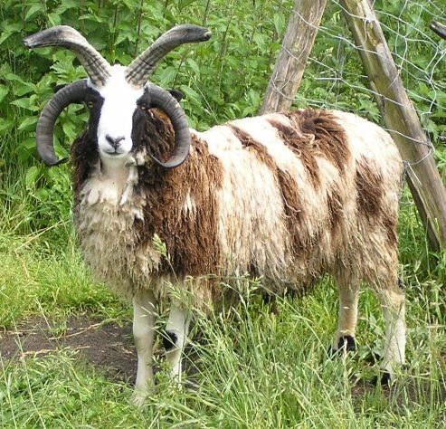 Mouton de Jacob, en FRANCE ;Jacob sheep, park sheep, piebald sheep