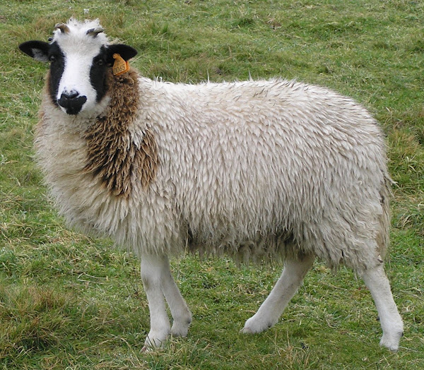 Mouton de Jacob, en FRANCE ;Jacob sheep, park sheep, piebald sheep