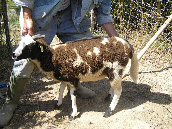 Mouton de Jacob, en FRANCE ;Jacob sheep, park sheep, piebald sheep