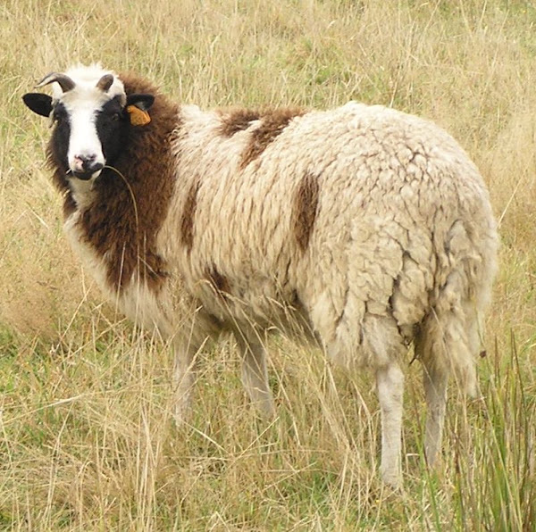 Mouton de Jacob, en FRANCE ;Jacob sheep, park sheep, piebald sheep