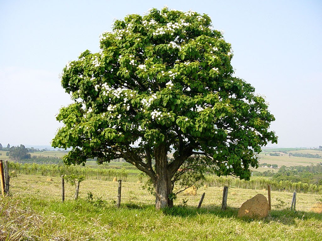 Aula de Ciências da Natureza 5ºano: O Caule