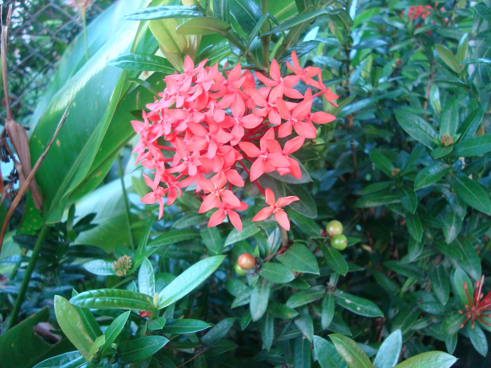 Santa Marta, Ciudad Mágica: BACHICHA