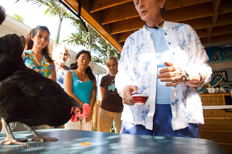 Country Canine Blog: Poultry in Motion: Chicken Training with Terry Ryan