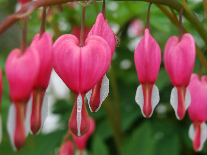 Inilah! Bleeding Heart, Bunga Berbentuk Hati