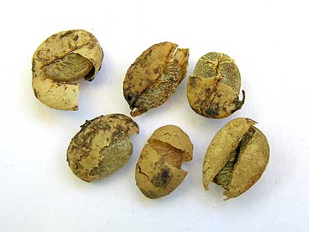 Kopi Luwak??...Kopi Taik Musang?? | Suhaib Ar-Rumi.......