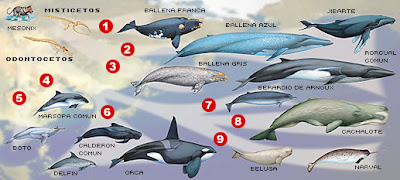 surfsantodomingochile: DELFINES TODO SOBRE ELLOS