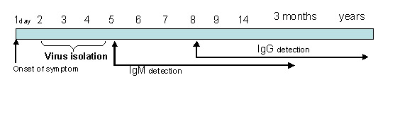 Aedes aegypti o livro definitivo.: Teste MAC - Elisa para Dengue: