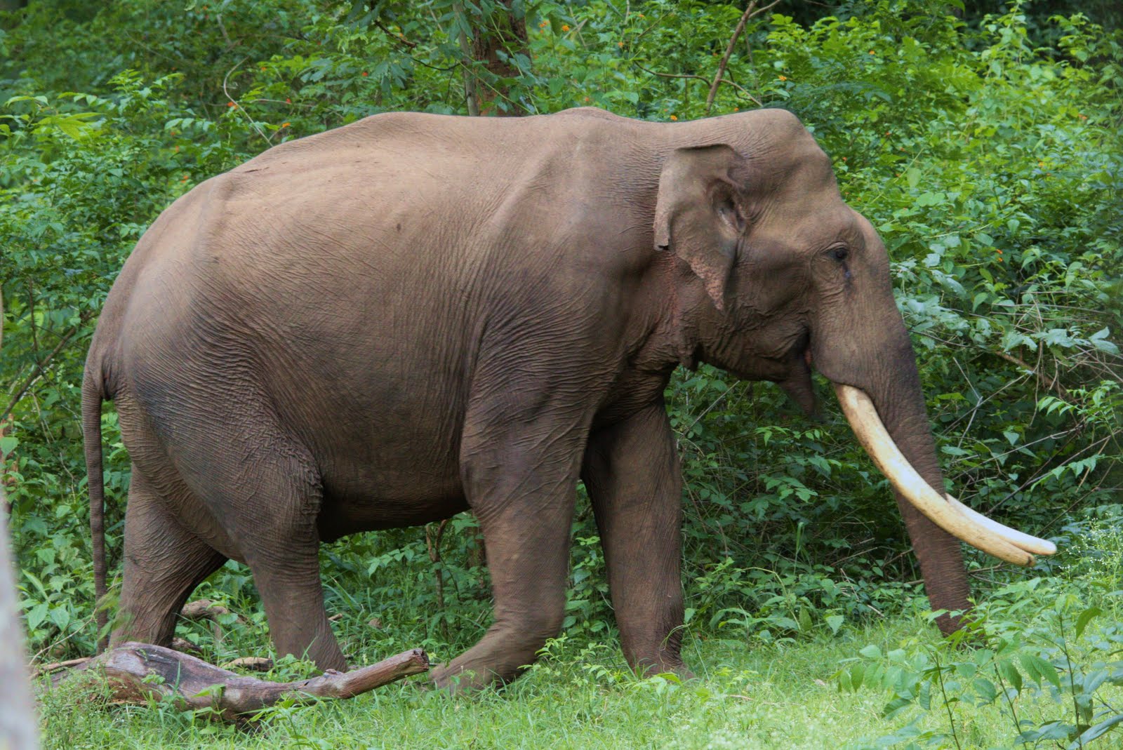 BIRDS AND MAMMALS: Elephant