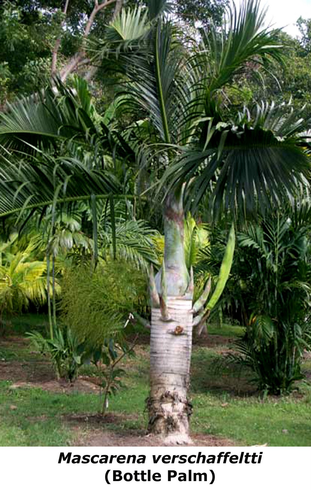 buildfun: PALM-Mascarena Lagenicaulis