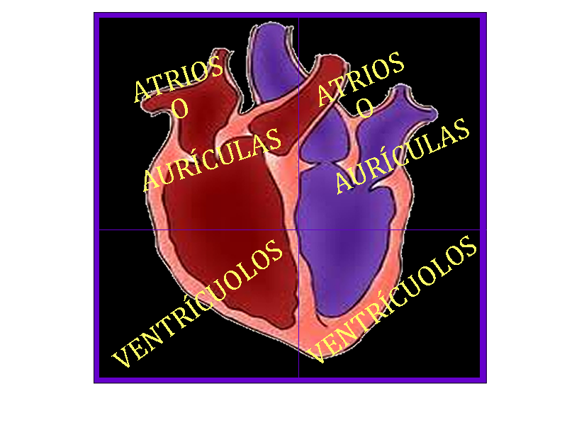 CUIDADOS ADECUADOS PARA EL CORAZON