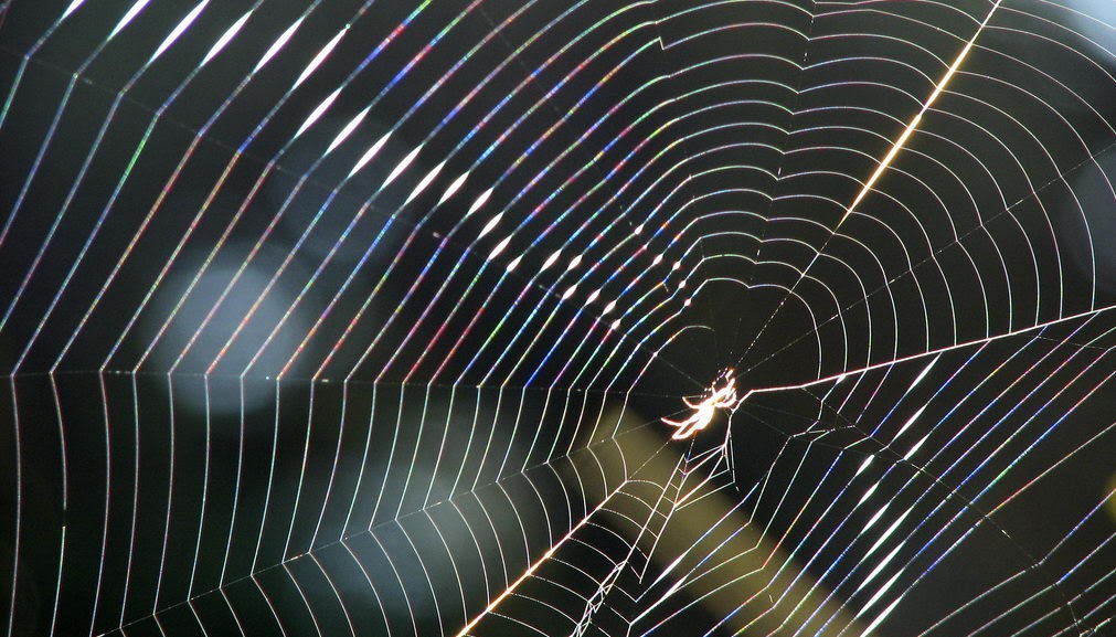 Prophet and Abu Bakr in the cave | Metaphysics of the spider web ...