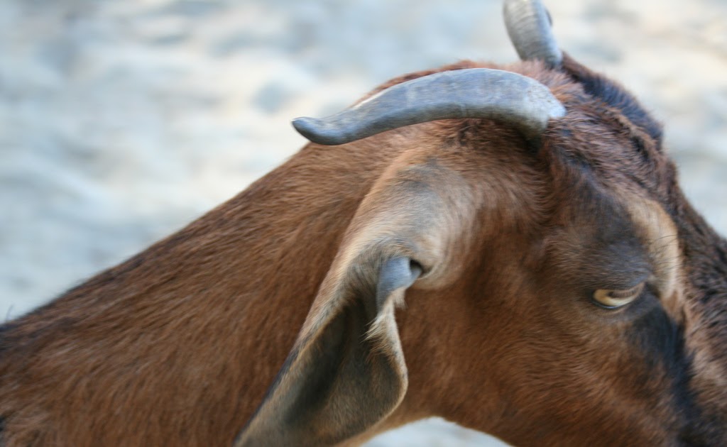 Green, how I want you green: Sagol