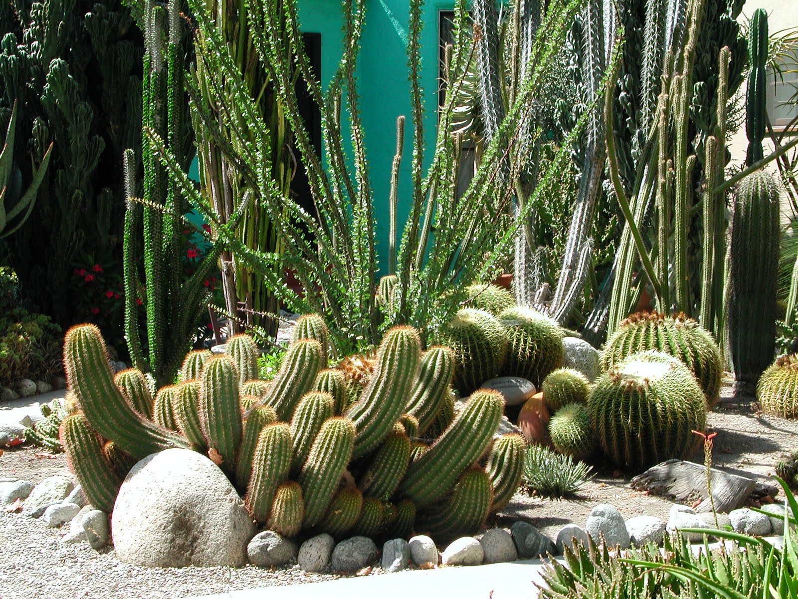 Fairy Yardmother Landscape Design: Front Yards -- Cacti and Succulents