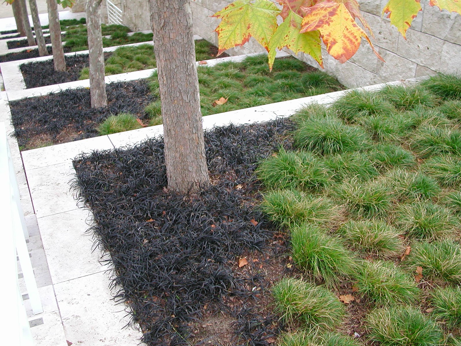 Fairy Yardmother Landscape Design: Grass-like Ground Covers