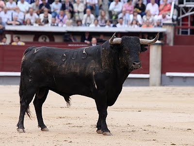 Del toro al infinito: 23ª DE SAN ISIDRO.- CON LA VENIA: LA TALANQUERA ...