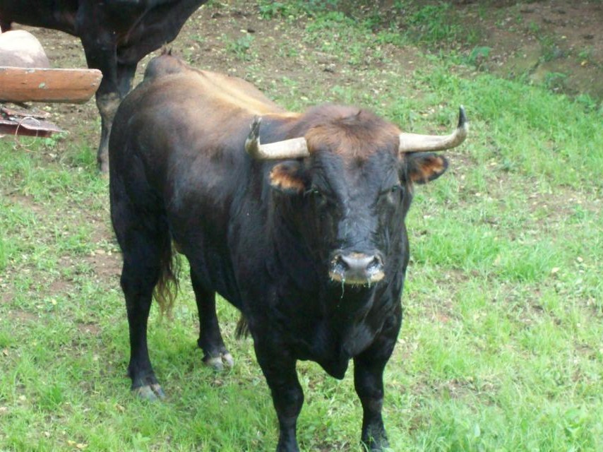 Del toro al infinito: HOY SE INICIA LA FERIA DE CALI / Por Javier Adrados