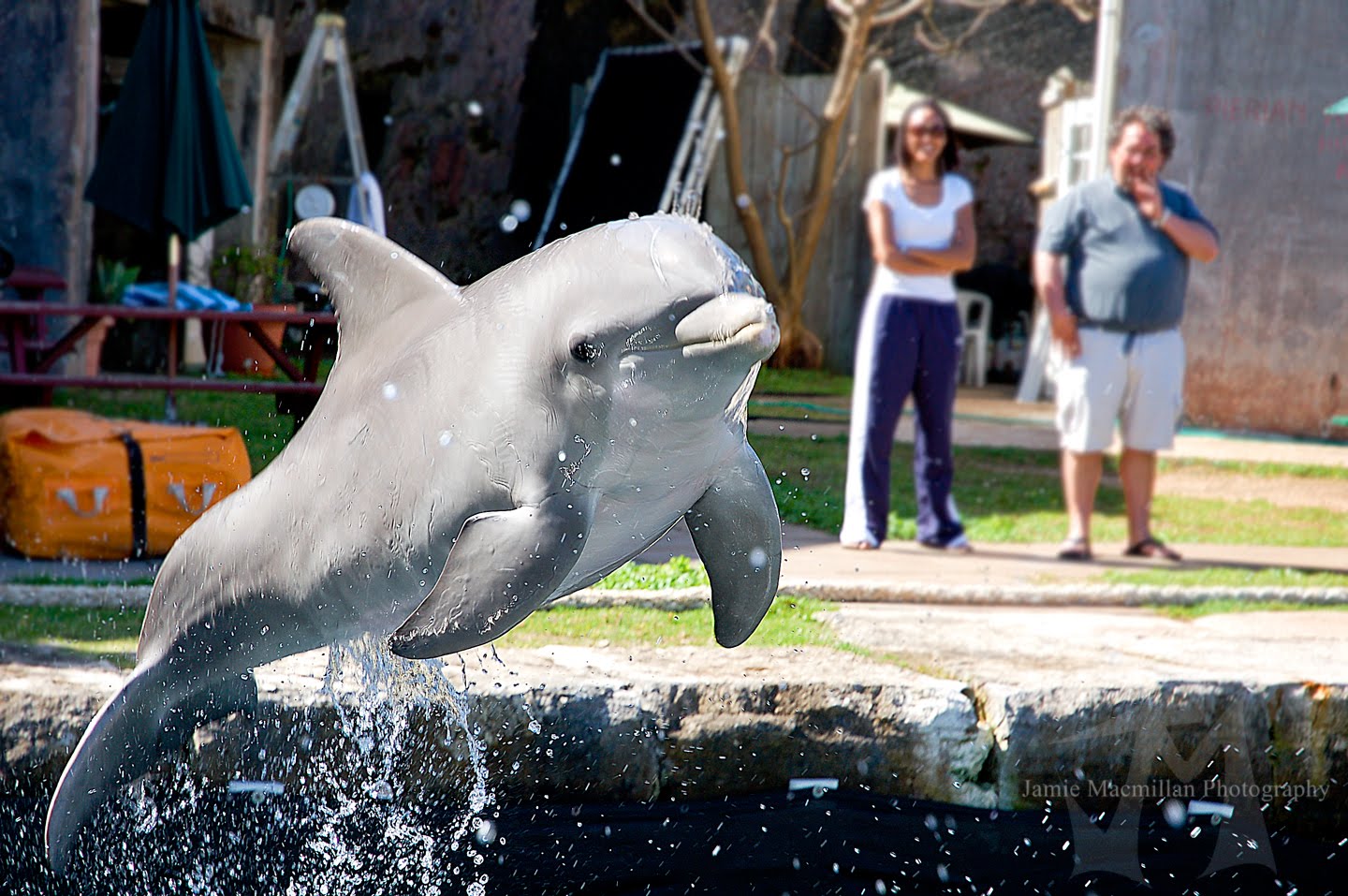 Jamie Macmillan Photography: Dolphin Quest - Part II