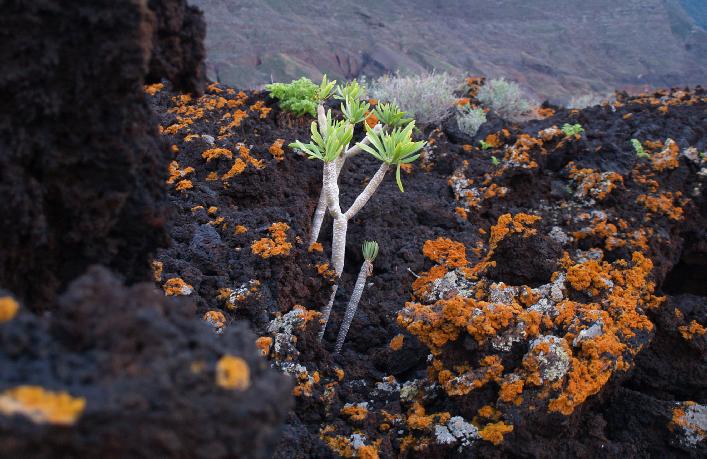 entornos / ... Lanzarote, la isla de los volcanes: El verode