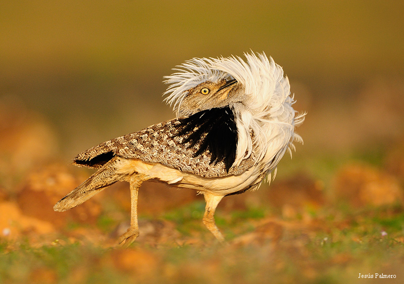 entornos / ... Lanzarote, la isla de los volcanes: Hubara canaria