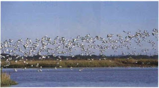 Rio Tejo - Água é Patrimónimo: Fauna do Rio tejo
