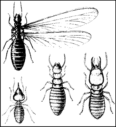 ciències naturals: ORDRE ISÒPTERA