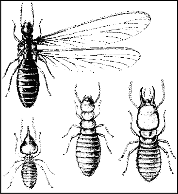 ciències naturals: ORDRE ISÒPTERA