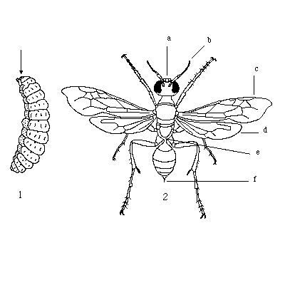 ciències naturals: ORDRE HIMENÒPTERA