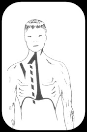 kinesiologia y fisiatria: CARACTERISTICAS DE LOS MUSCULOS ESTATICOS Y ...