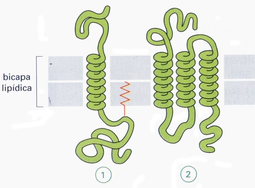 Diccionario de Fisiología: Proteína transmembranal