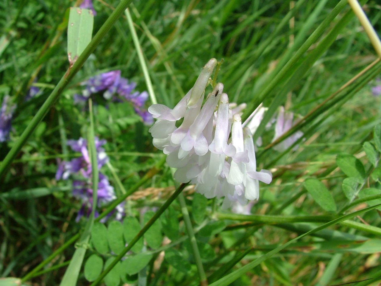 Wildlife, Wildflowers and a Window: Walks This Last Week