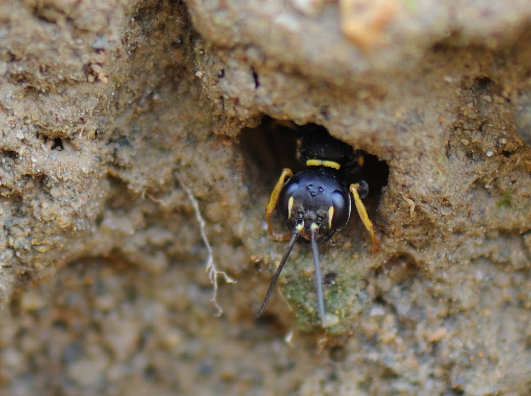 Sam And Lisa's Wildlife Photos: Cornwall Wild Life Trust Photographic ...
