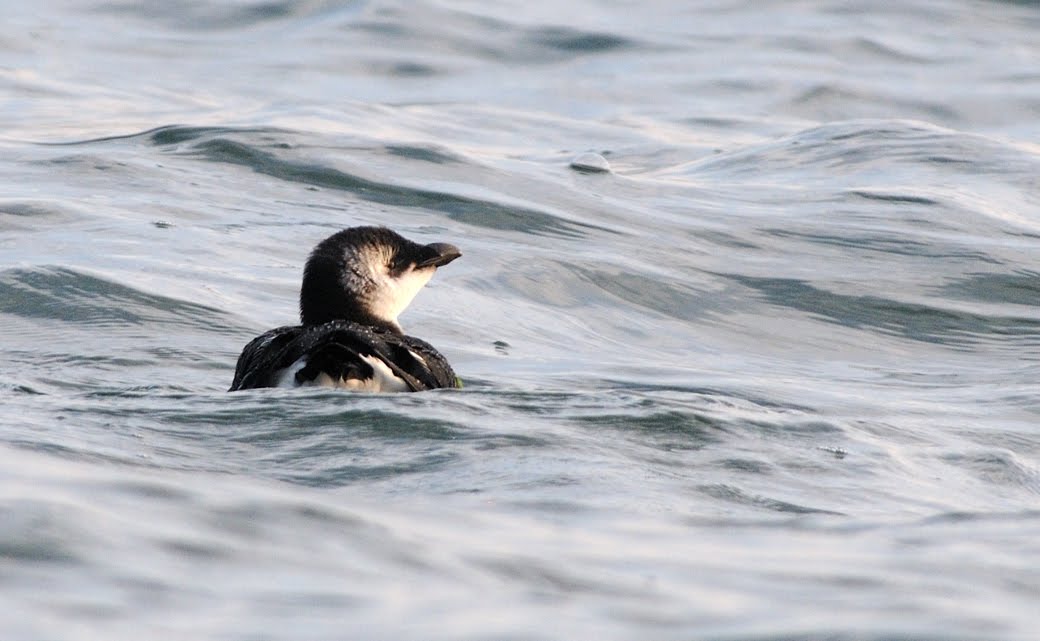 Sam And Lisa's Wildlife Photos: Juvenile Razorbill