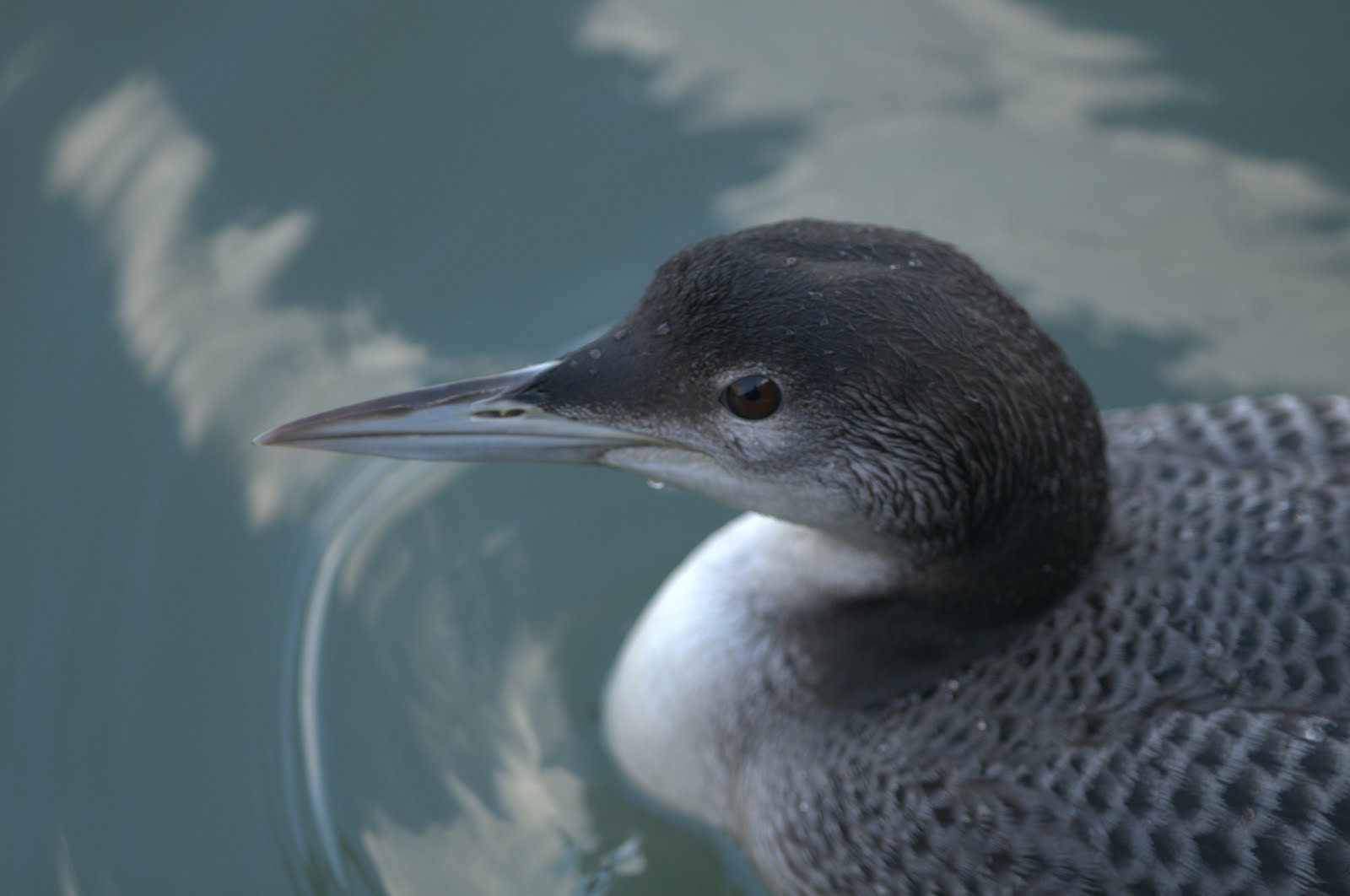Sam And Lisa's Wildlife Photos: Great Northern Diver, Great Northern ...
