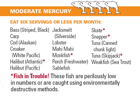Fish And Mercury