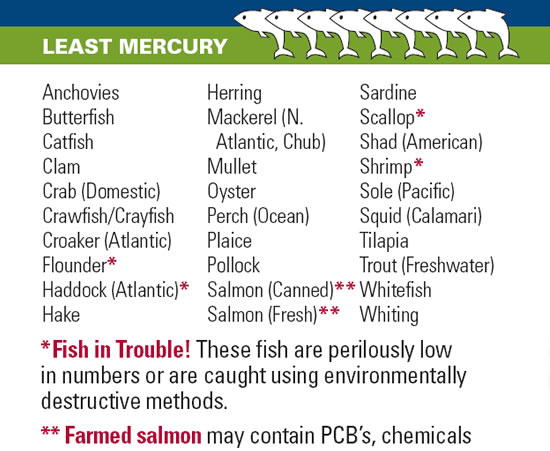 Fish And Mercury