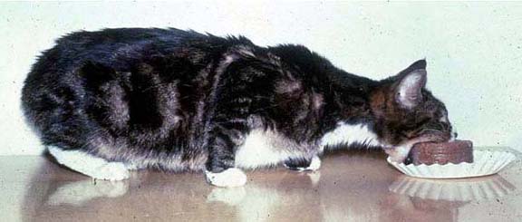 Animal Endocrine Clinic: Does My Cat Have Hyperthyroidism?