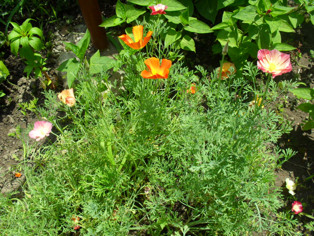 ELA'S KITCHEN: DIN GRADINA MEA 4-cactusi,muscate,craite,begonii ...