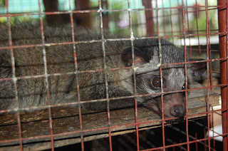 Explore Cavite: Coffee Alamid