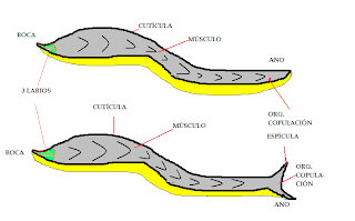 jhonsaludaldia: lombriz intestinal