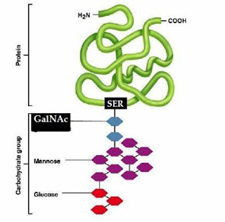 Síndrome CDG Syndrome: WHAT IS GLYCOSILATION?