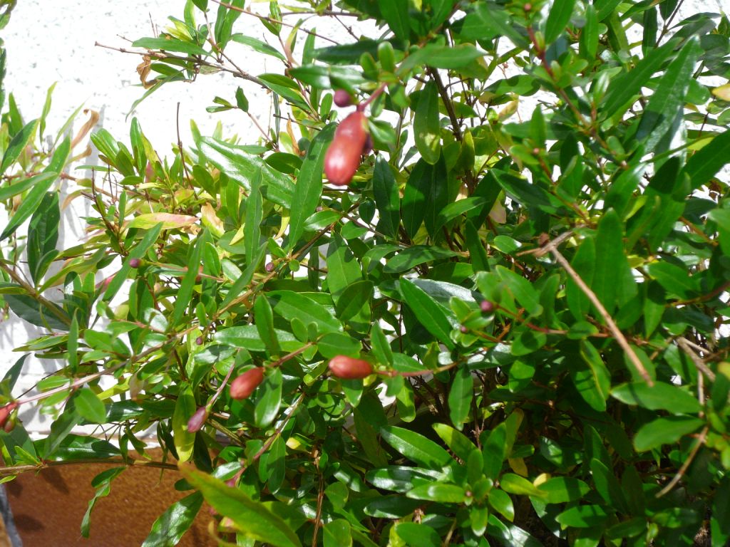 Nature in a pot: Granatno jabolko