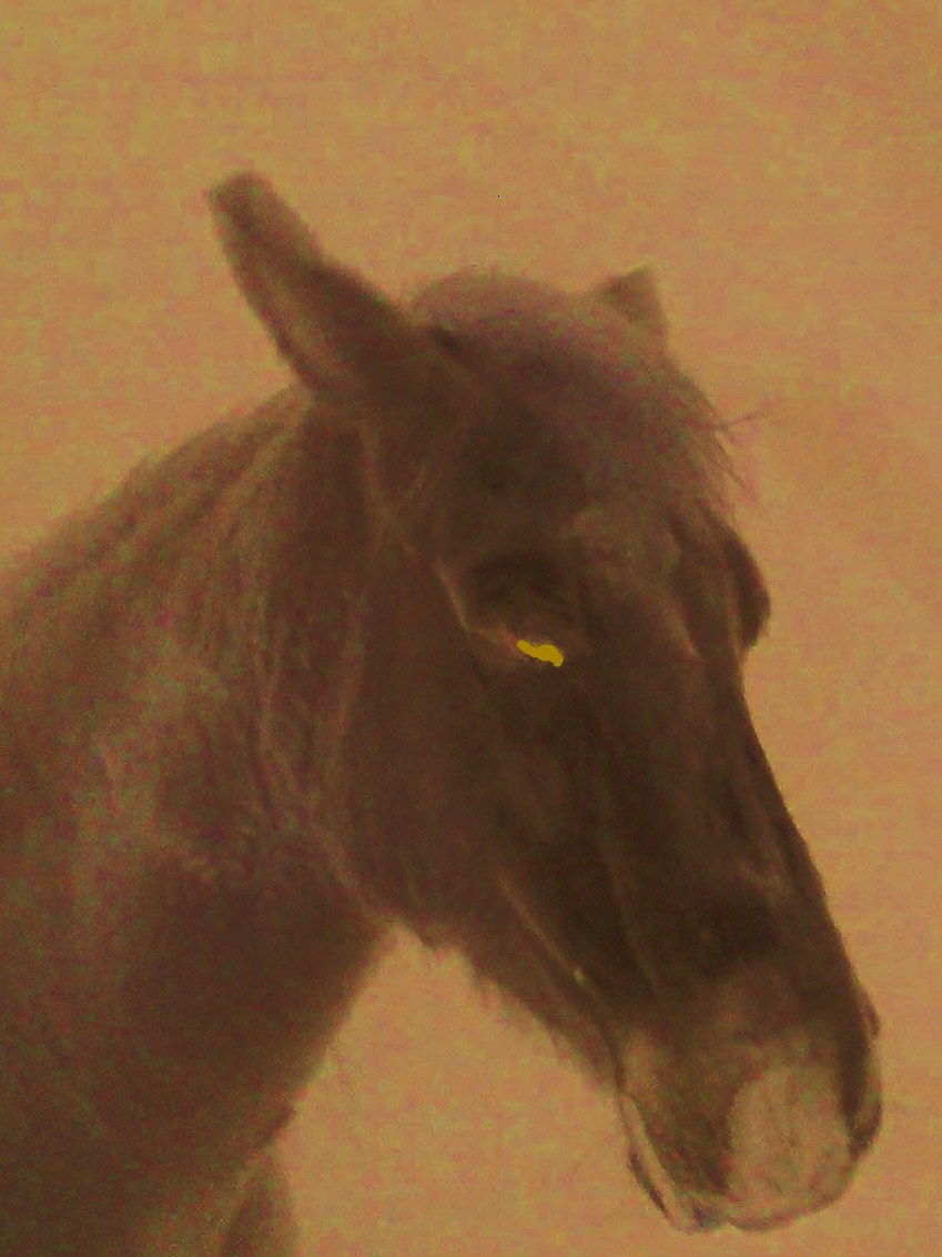 Ireland Myths, stories & pictures: The Púca or Pooka / Puka / Phouka